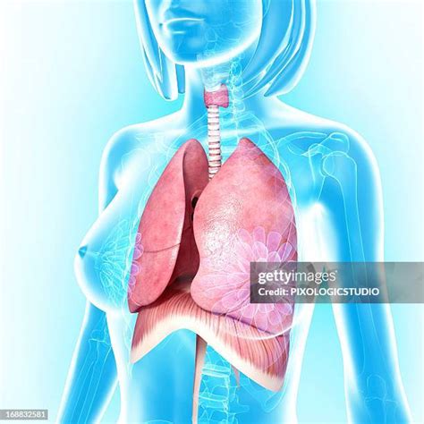 Female Chest Anatomy Artwork High Res Vector Graphic Getty Images