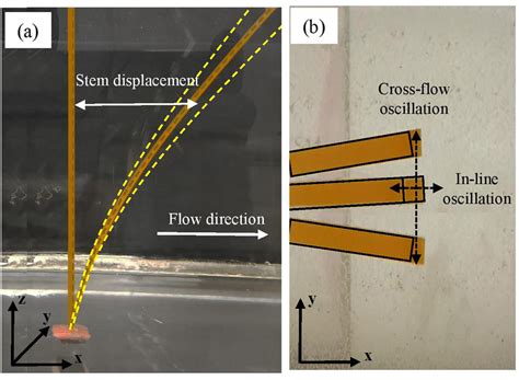 Flow‐stem Interactions Cause Periodic Vibrations Of The Vegetation A Download Scientific