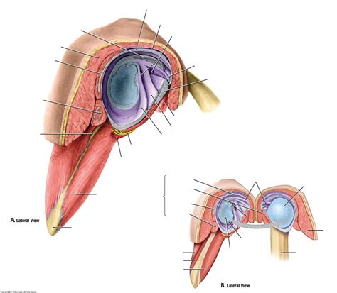 Anatomy Week 4 Glenoid Fossa Diagram Quizlet