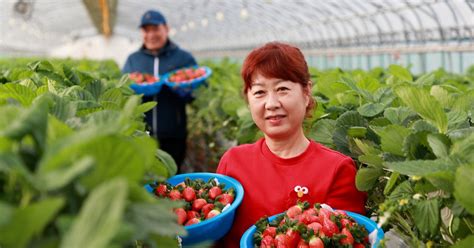 잘 익은 함양 딸기