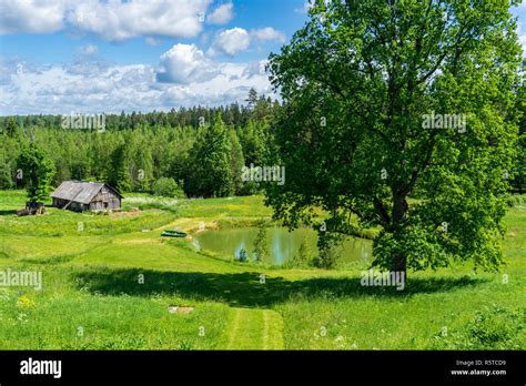 Single Isolated Large Big Tree In Nature Environment With Huge Trunk And Foliage Around Stock