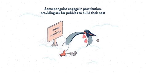 Some Penguins Engage In Prostitution Providing Sex For Pebbles To Build Their Nest Factourism Some Penguins Engage In Prostitution Providing Sex For Pebbles To Build Their Nest Factourism