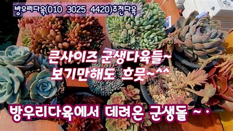방우리다육 사이즈큰 대품군생 핑클루비 신기한 마이웨이 수형예술 피치스앤크림 언박싱다육쇼핑 Youtube
