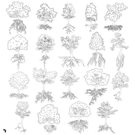 Cad Trees With Roots Architectural Trees Tree Textures Roots Drawing