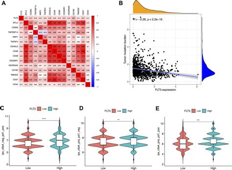 High Flt3 Expression Indicates Favorable Prognosis And Correlates With Clinicopathological