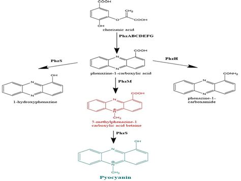Biosynthesis Pathway Of Pyocyanin From Chorismic Acid In Pseudomonas Download Scientific