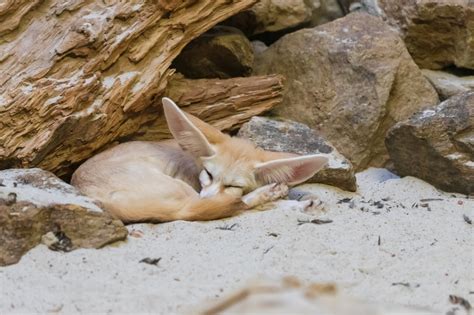 Lisica U 15 Lukavih činjenica Zastita Prirodehr