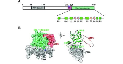 The Structure Domains Of Ets 1 A The Domain Composition Of Ets 1 Download Scientific