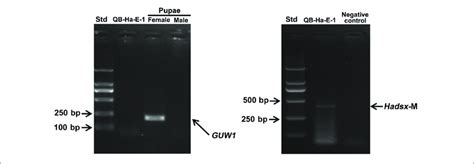 Sex Identification Of H Armigera Cell Line Qb Ha E 1 With The 206 Bp Download Scientific