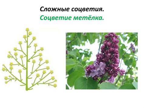 Соцветие Метелка – Telegraph