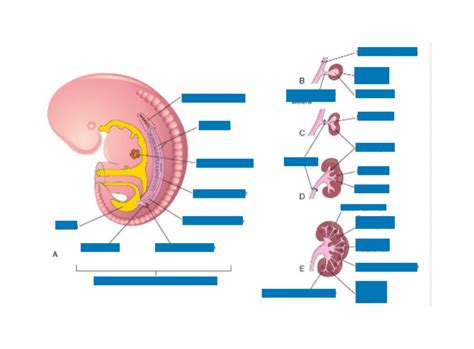 Images 08 Urogenital Systems Basic Human Anatomy