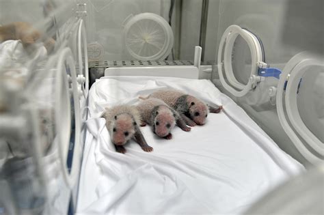 First Known Panda Triplets Born In China
