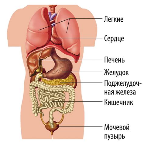 Строение Человека Органы Мужчины - HD фотoграфии