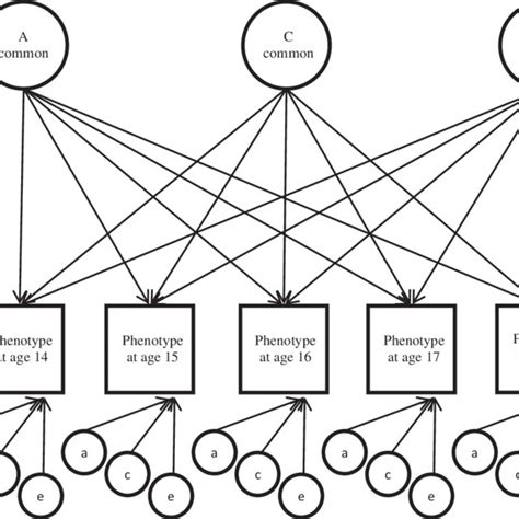 Model Comparisons Of Biometrical Models For Five Ages With Standardized