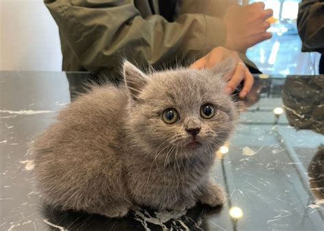 청주고양이분양 브리티쉬먼치킨분양후기♥ 분양후기