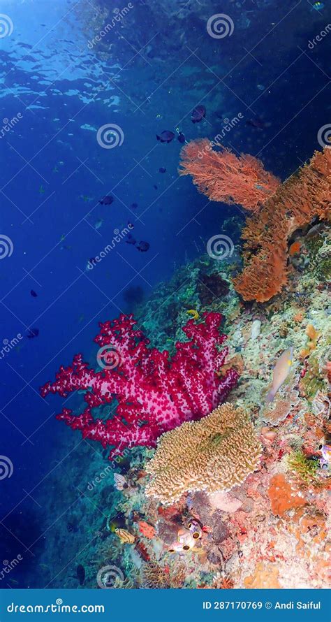 Coral Reefs Of Raja Ampat Stock Image Image Of Climate 287170769