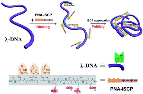 Schematic Illustration Of The Condensation Process Of λ Dna Induced By