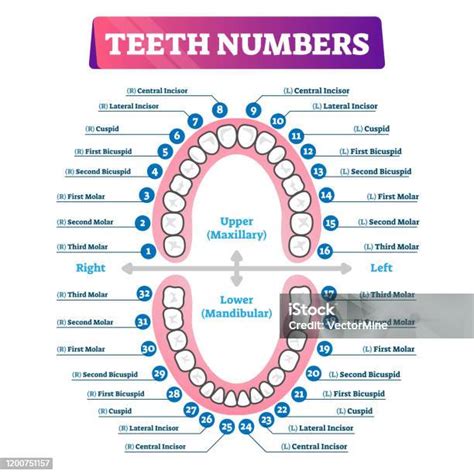 Les Nombres De Dents Schéma De Cavité Buccale Vecteurs Libres De Droits