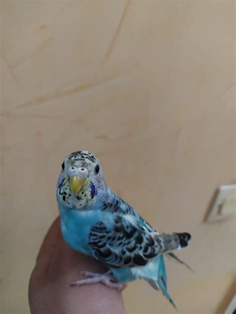 Hello Guys Can Someone Help Me Find The Name Of This Mutation And The