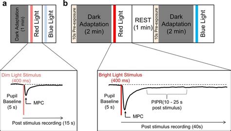 A Stimulation Paradigm For The Dim 01 Cdm 2 Viewing Condition