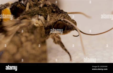 Moth Close Up Tomato Horn Worm Hawk Moth Dried And Pinned Insect