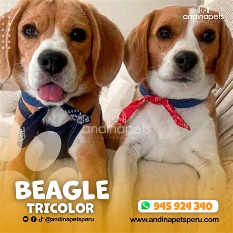 Cachorros De Cocker Spaniel En Venta Andina Pets Perú