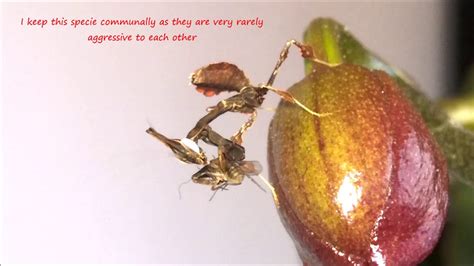 Breeding Ghost Mantis Phyllocrania Paradoxa Youtube