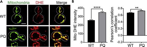 Measurement Of Superoxide Levels By Dhe Staining In Cells Treated With