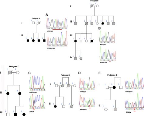 Pedigrees For The 5 FPD AML Families And Their Corresponding DNA