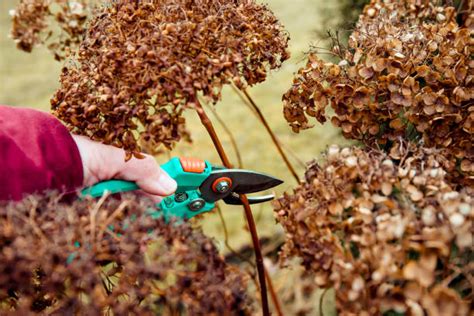 When To Prune Hydrangeas Nz Tips For Perfect Plants