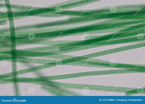 Filamentous Of Cyanobacteria Oscillatoria Under Microscopic View For
