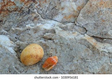 Fossil Shells On Sedimentary Rock Stock Photo Shutterstock