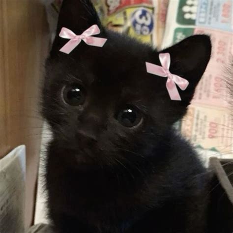 Black Cat With A Bow Cute Cats And Dogs Cute Cats Photos Pretty Cats