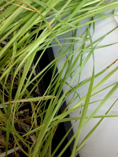 Wheat Desease Instance Segmentation Dataset And Pre Trained Model By Mohamed Ashraf