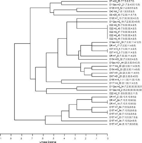 Dendrogram Based On Mlva Multiple Locus Variable Number Tandem Repeat
