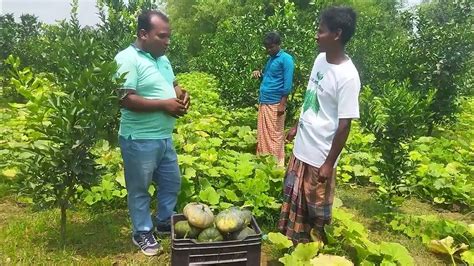 মাল্টা বাগানে সাথী ফসল হিসেবে মিষ্টি কুমড়া চাষে লাখপতি Youtube