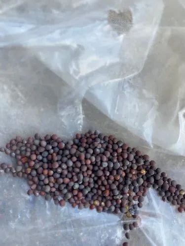 Black Mustard Seeds Rai Sarson 100 Kg At Best Price In Kolkata Id 24326846830