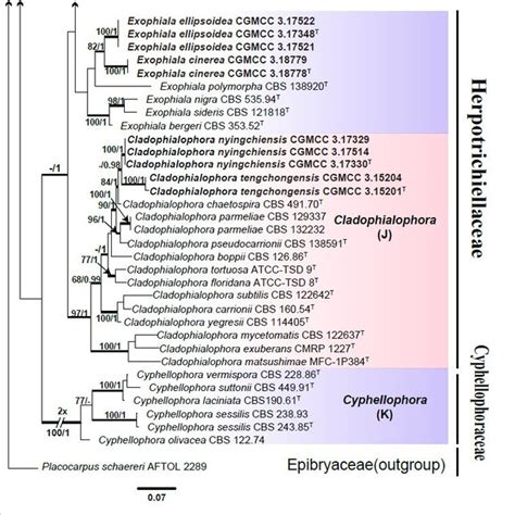 Phylogenetic Tree Generated By The Maximum Likelihood Analysis Using
