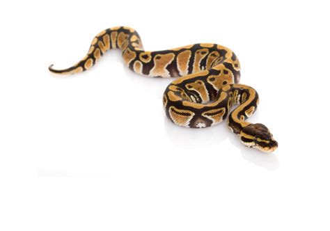 Pastel Ball Python For Sale Upriva Reptiles