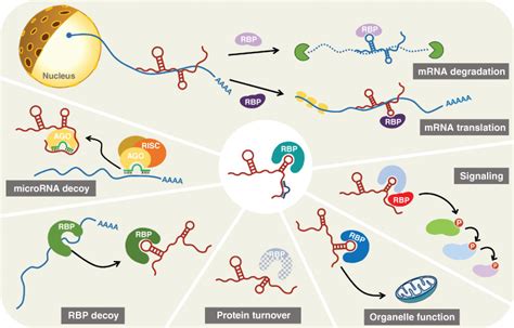 Cytoplasmic Functions Of Long Noncoding Rnas Noh 2018 Wires Rna Wiley Online Library