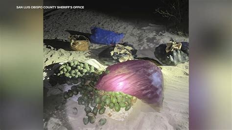 Deputies Recover 500 Pounds Of Stolen Avocados Worth As Much As 5k In Rural Nipomo San Luis