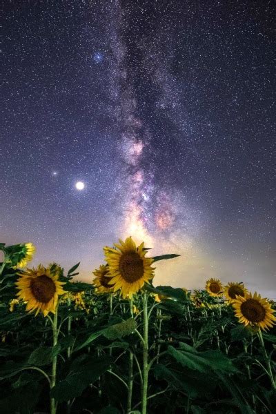 Sunflowers And Milky Way Hyogo Japan Tumbex
