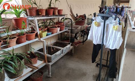 Town Council Working With Pasir Ris Residents Over Bicycles Plants