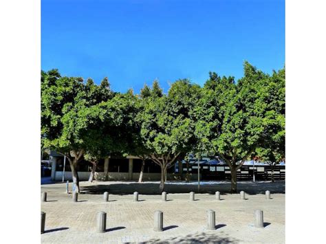 Ficus Indian Laurel Tree Ficus Nitida Syn Ficus Microcarpa