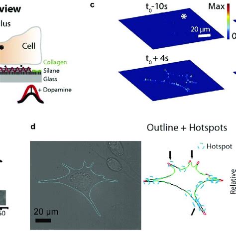 High Resolution Imaging Of Dopamine Using Swcnt Based Sensor Arrays A