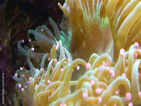 Tentacles Of Large Sea Anemone In A Marine Aquarium Stock Video Adobe
