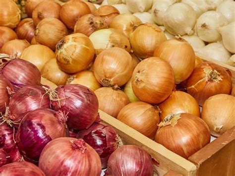 Faits Intéressants Sur Les Oignons Wikifarmer