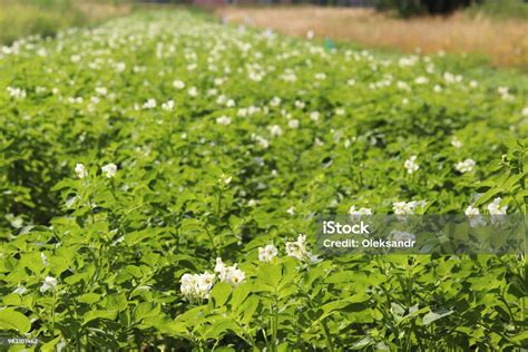 녹색 감자 재배 지에 피 화이트 풀 미래의 수확 성숙 농업 산업의 농업 부문입니다 농장 경제의 공장입니다 식물 식물의 성장 0명에 대한 스톡 사진 및 기타 이미지 Istock