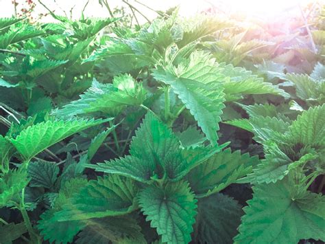 File Stinging Nettle Alingatung  Philippines