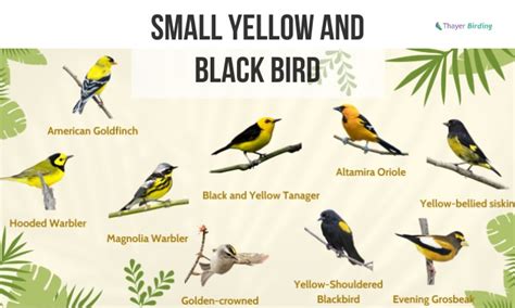 Bird Classification The Only Guide You Will Need